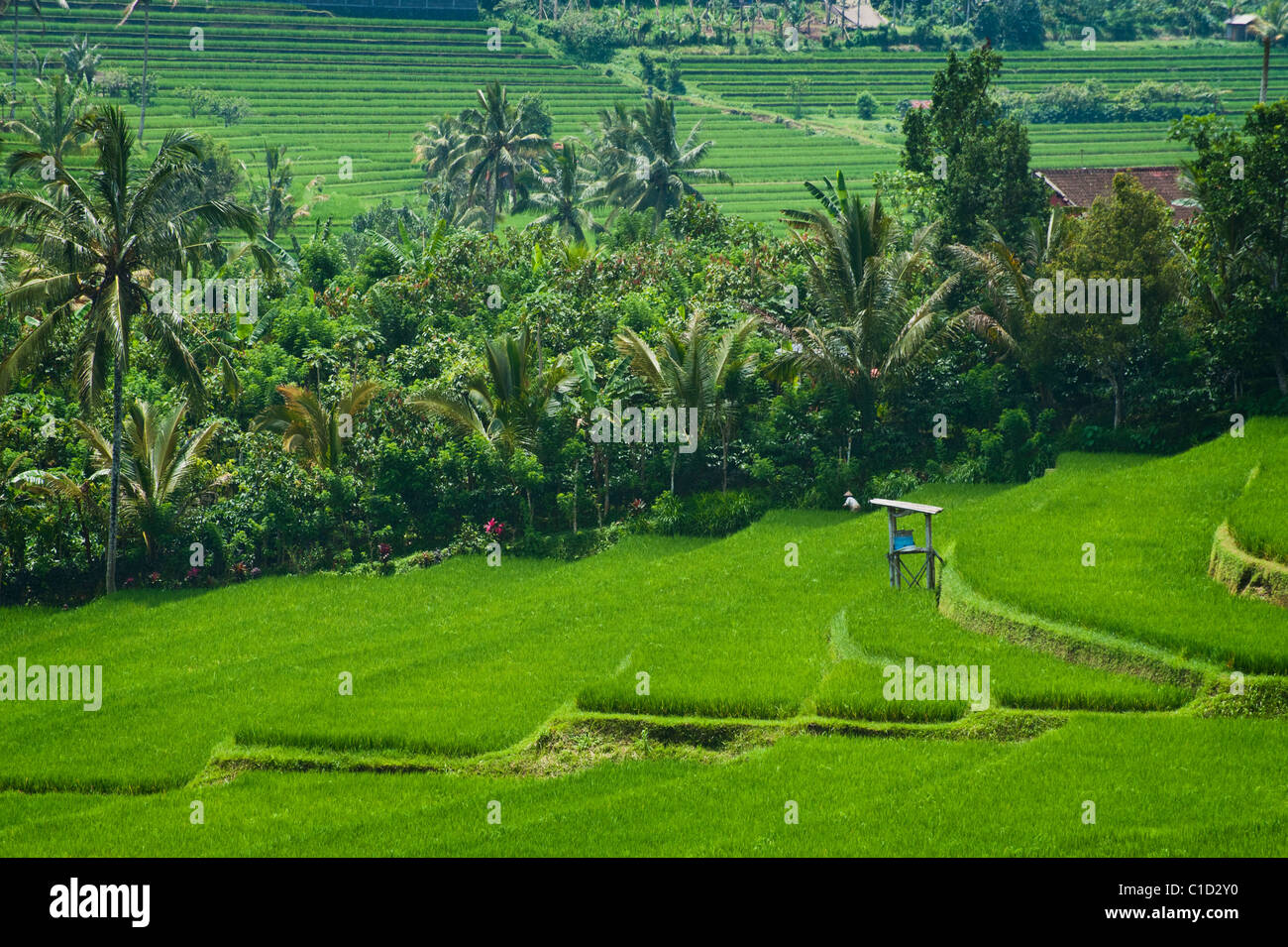 A beautiful terraced rice field in the hills of Bali, Indonesia Stock ...