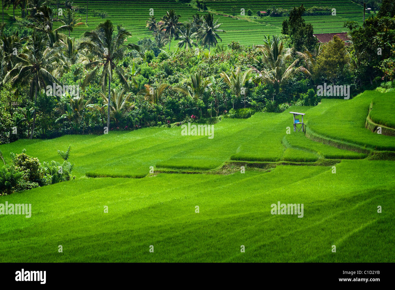 A beautiful terraced rice field in the hills of Bali, Indonesia Stock ...