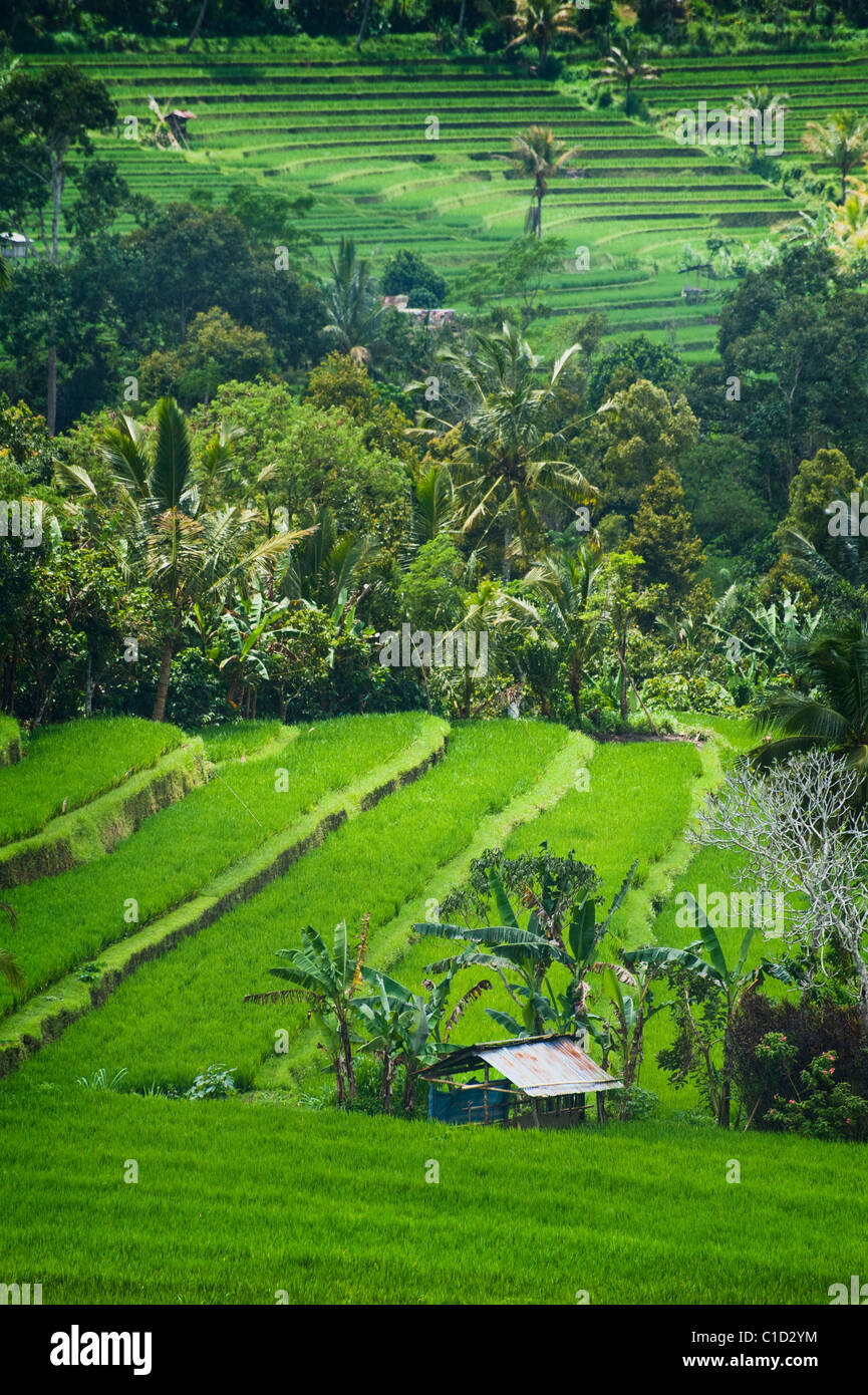 A beautiful terraced rice field in the hills of Bali, Indonesia Stock ...