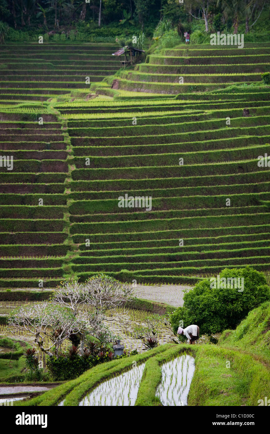 Field workers head home after a long day planting new rice in the ...