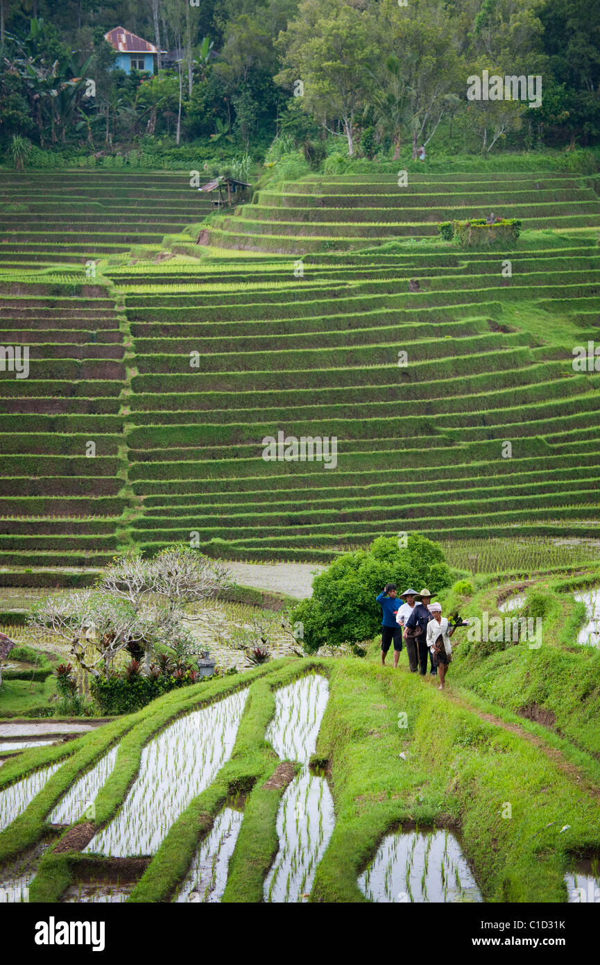 Field workers head home after a long day planting new rice in the ...