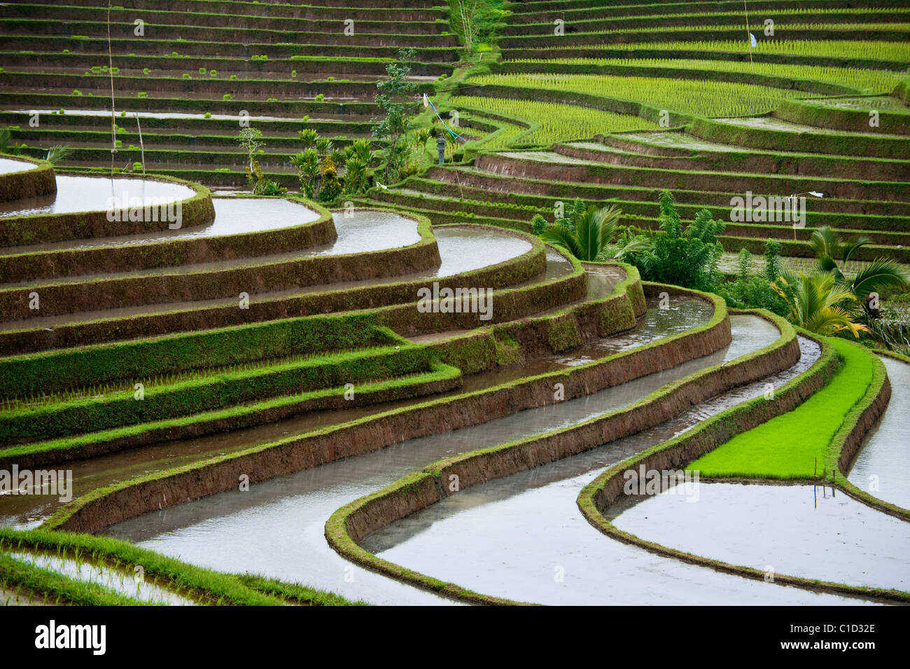 The dramatic and beautiful rice terraces of Belimbing, Bali, Indonesia ...