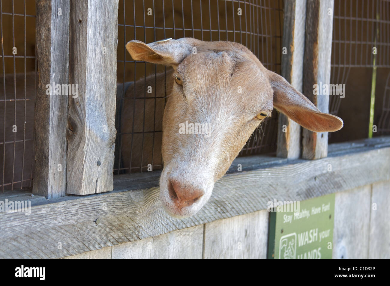 America goat hi-res stock photography and images - Alamy