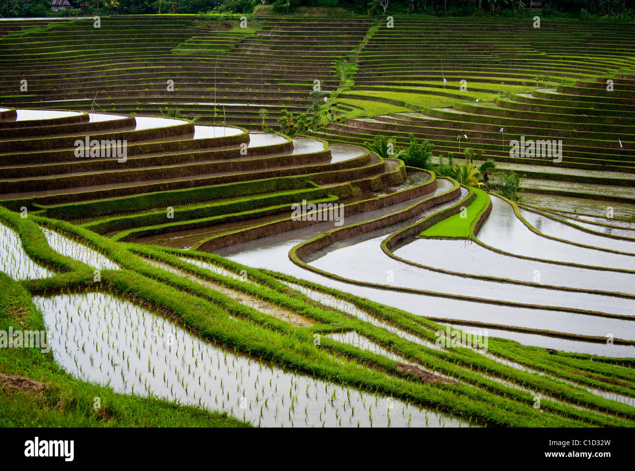 The dramatic and beautiful rice terraces of Belimbing, Bali, Indonesia ...