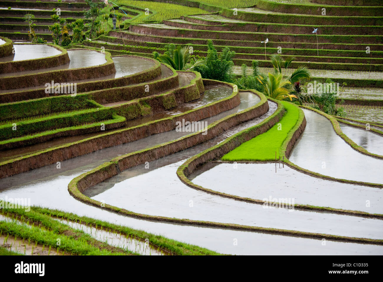 The dramatic and beautiful rice terraces of Belimbing, Bali, Indonesia ...