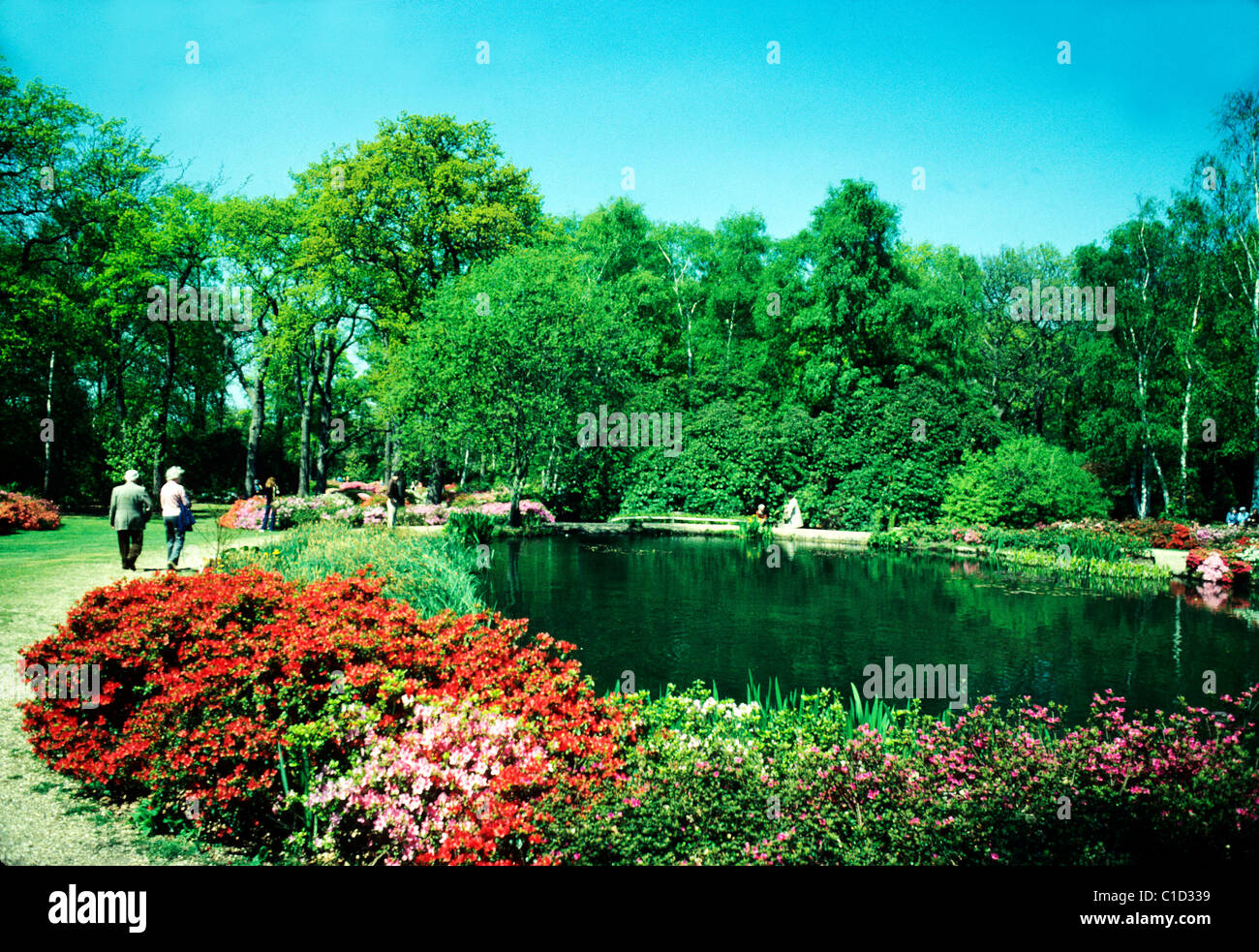 Isabella Plantation, Richmond Park, Surrey England UK flower flowers ...