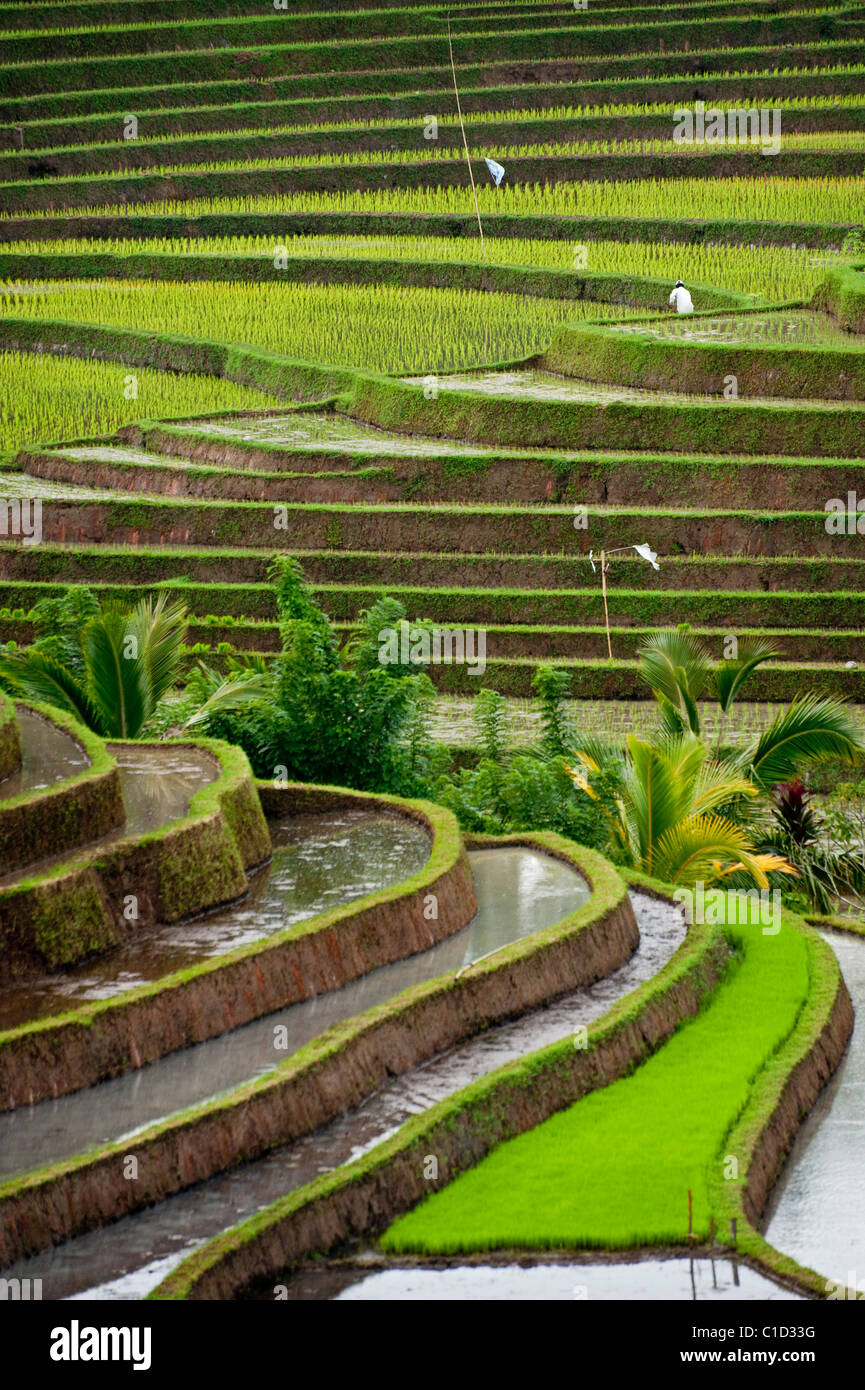 Field workers plant a new rice crop by hand in the beautiful and ...