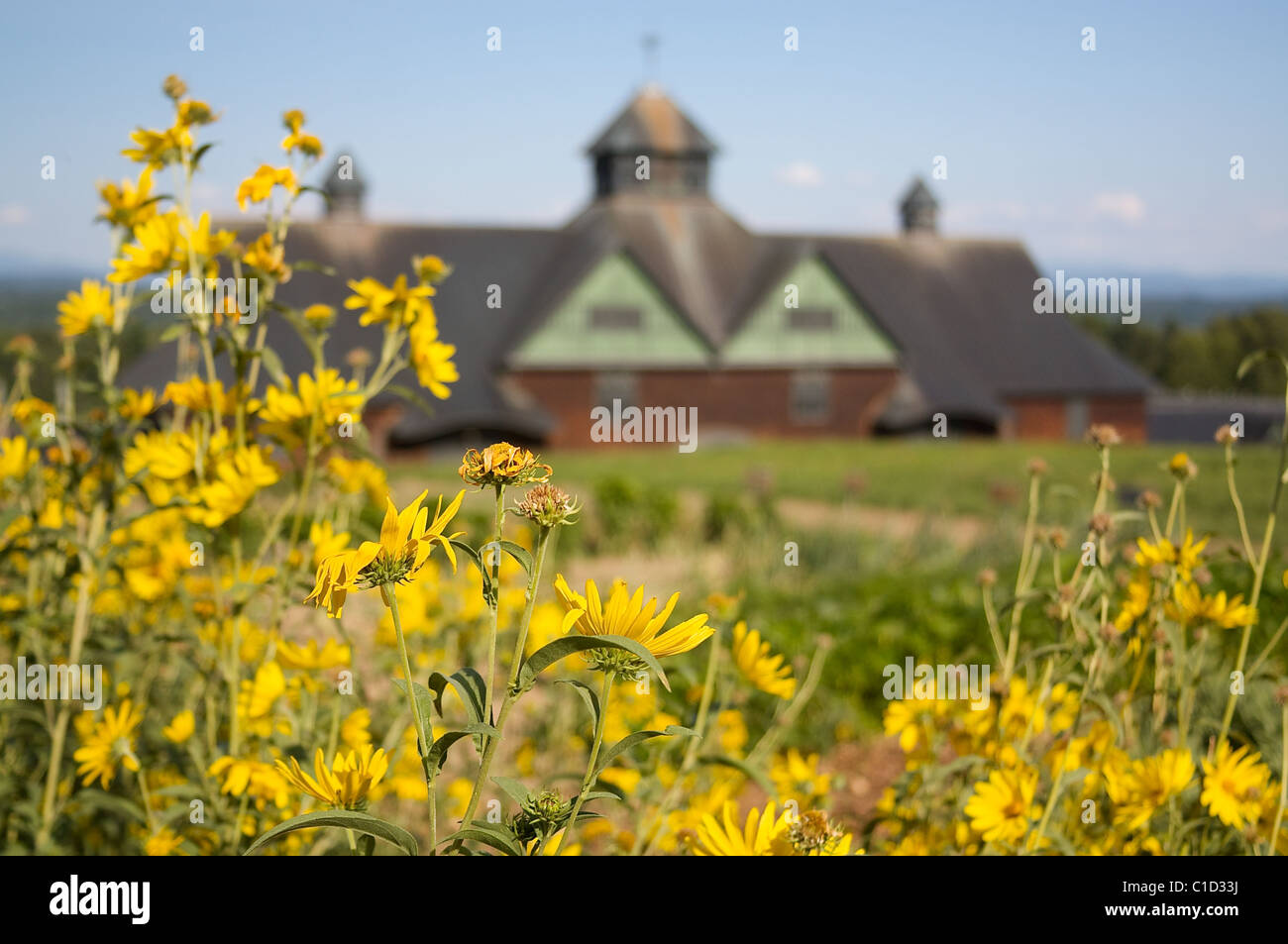 Wildflowers on Shelburne Farms, an educational working farm in Northern ...