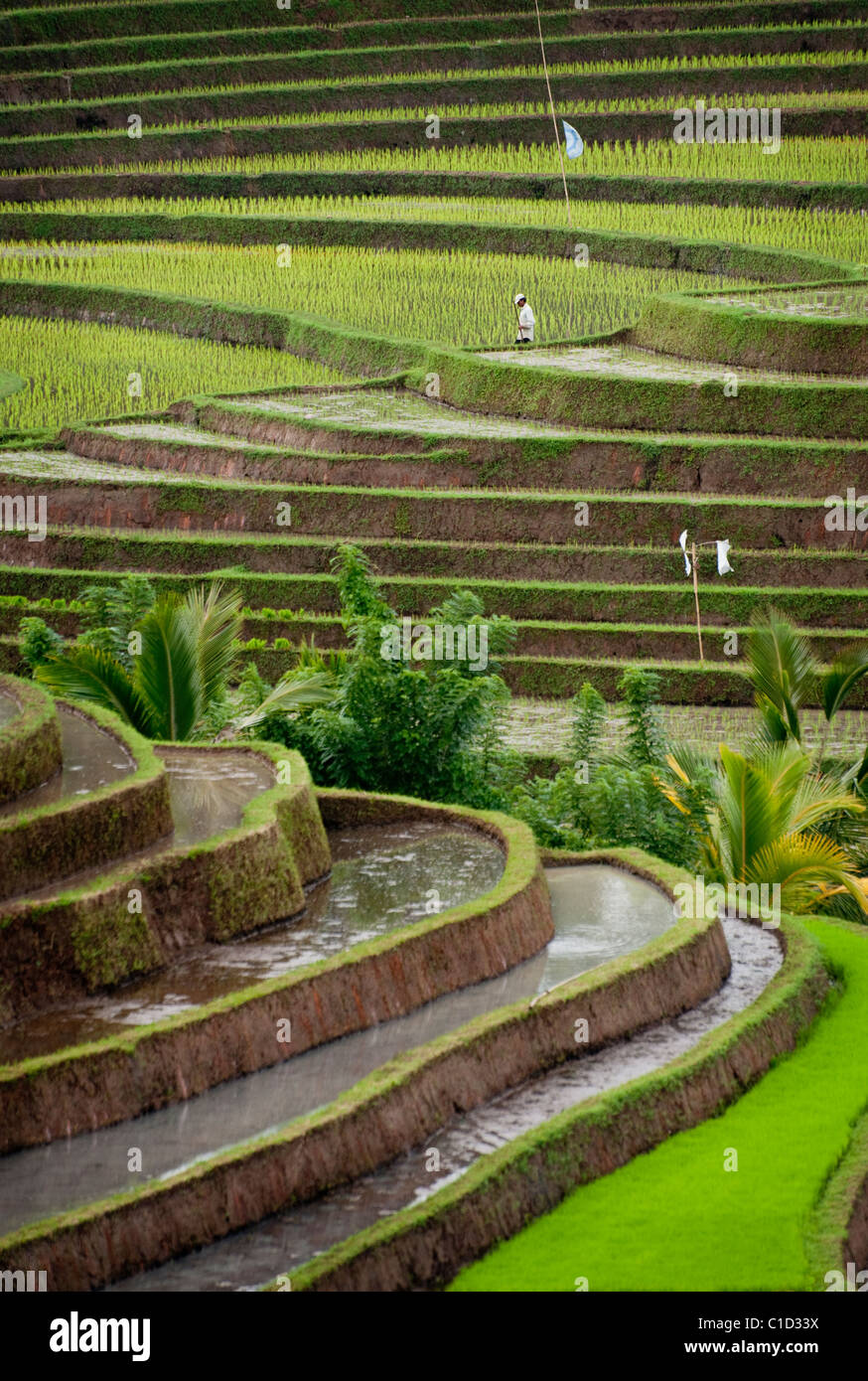 Field workers plant a new rice crop by hand in the beautiful and ...