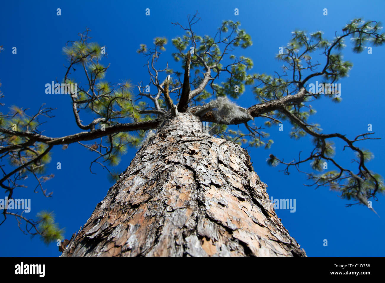 Slash pine hi-res stock photography and images - Alamy