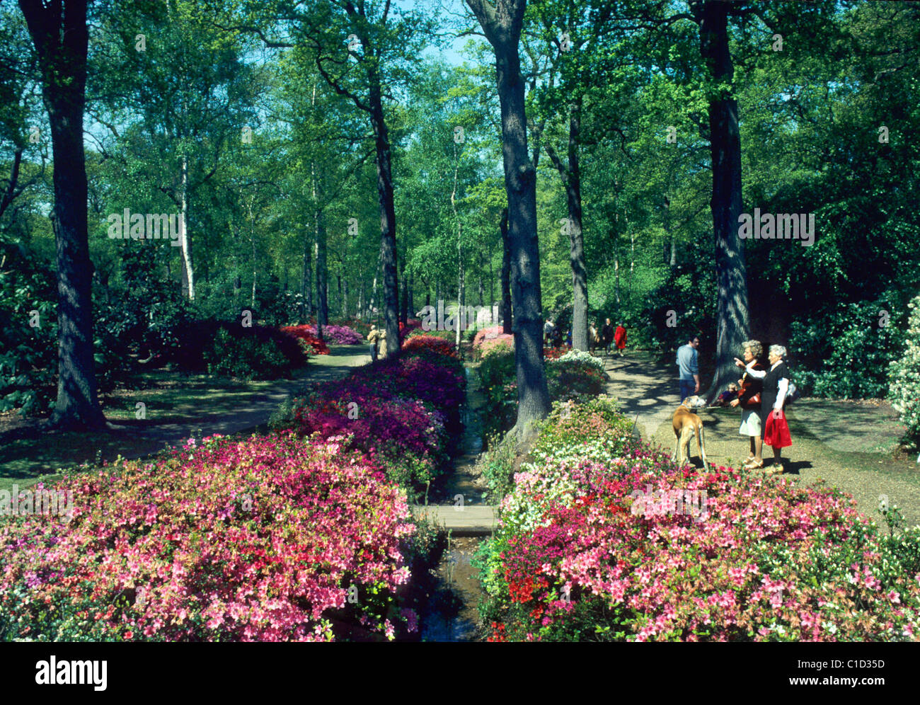 Isabella Plantation, Richmond Park, Surrey England UK flower flowers ...