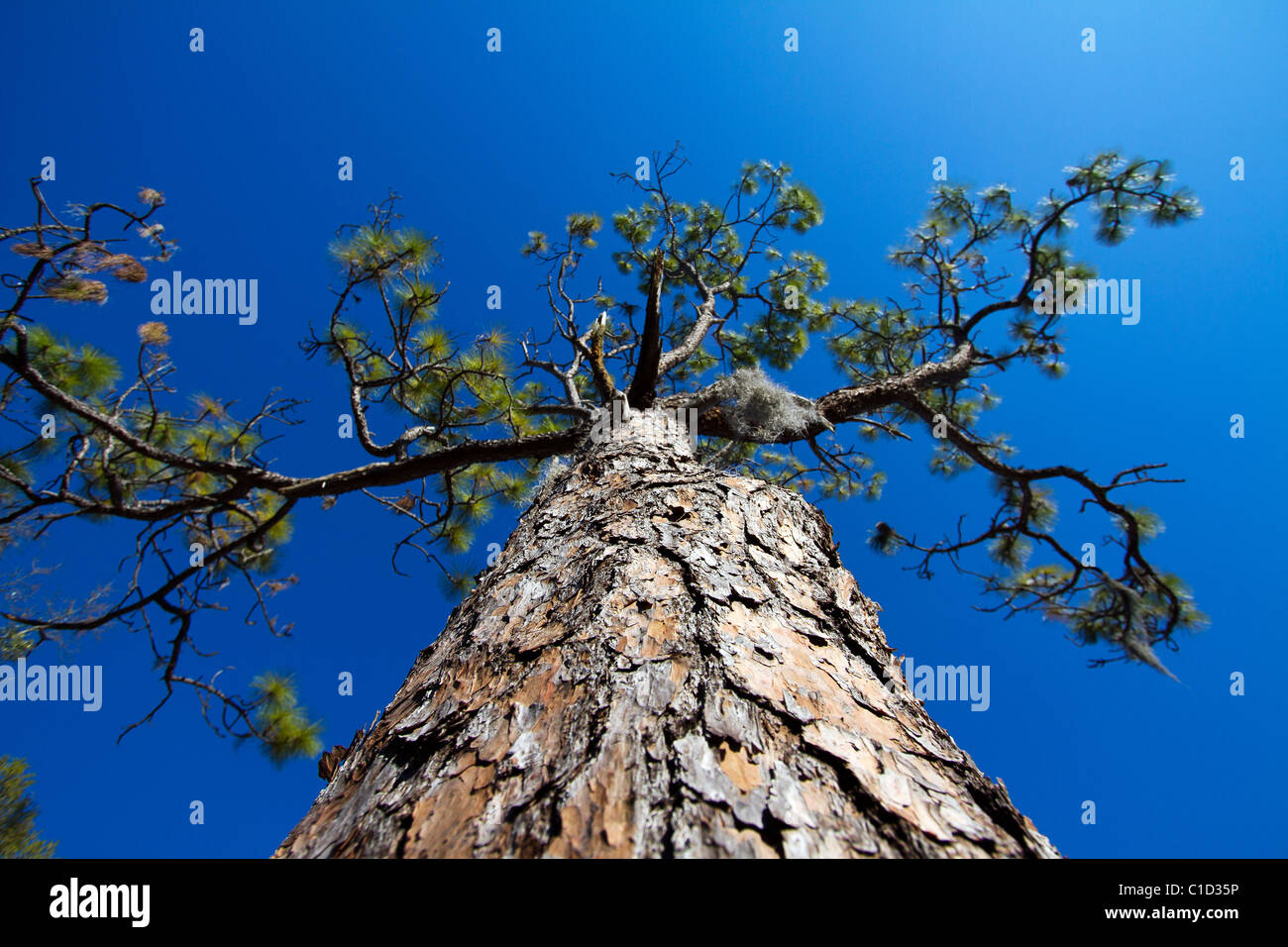 Slash pine hi-res stock photography and images - Alamy