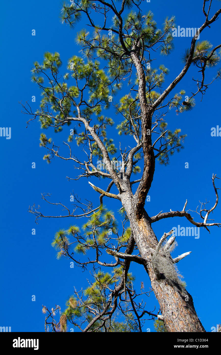 Slash pine hi-res stock photography and images - Alamy