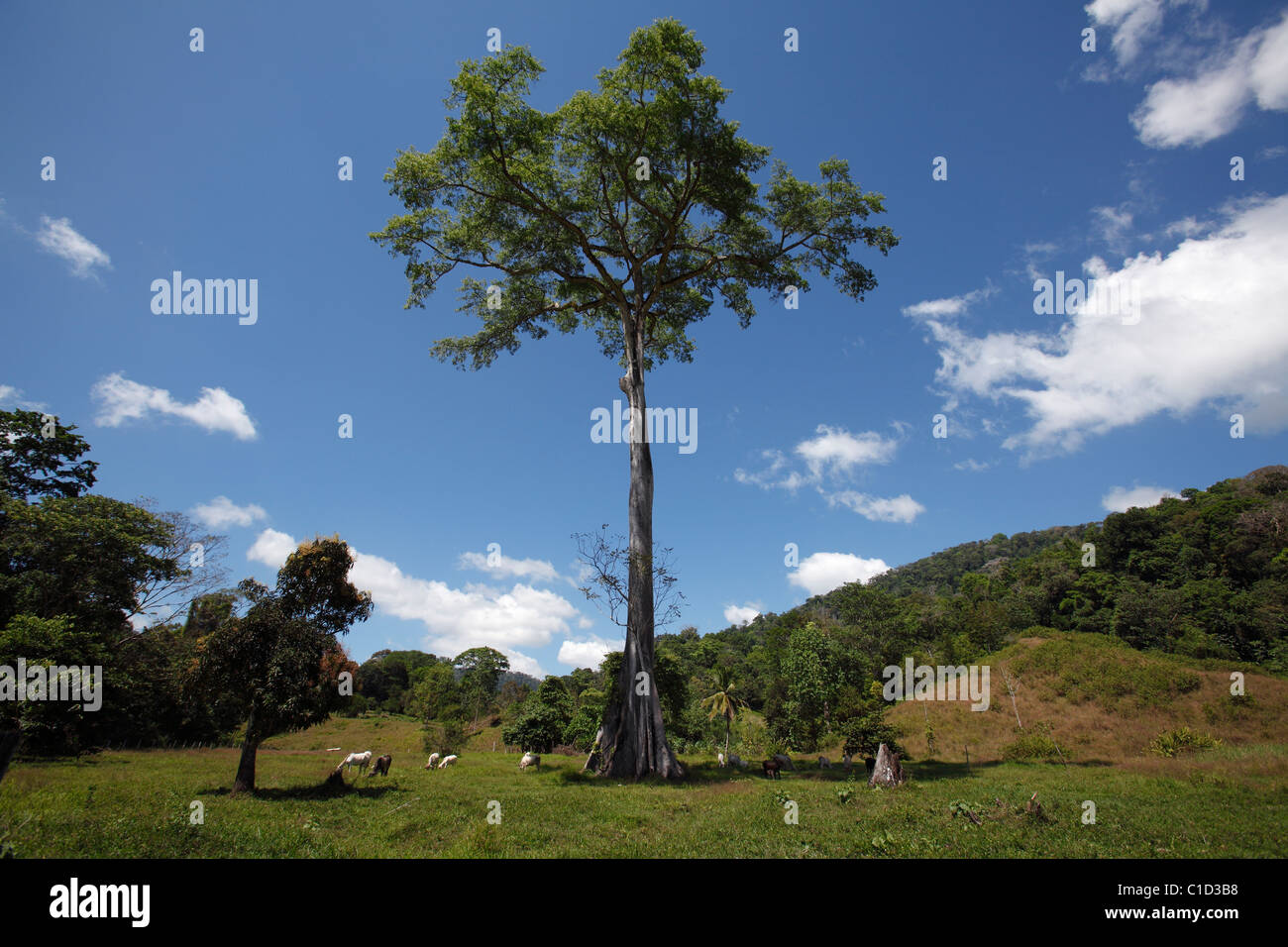 A lone old growth rain forest tree left standing amongst land cleared ...