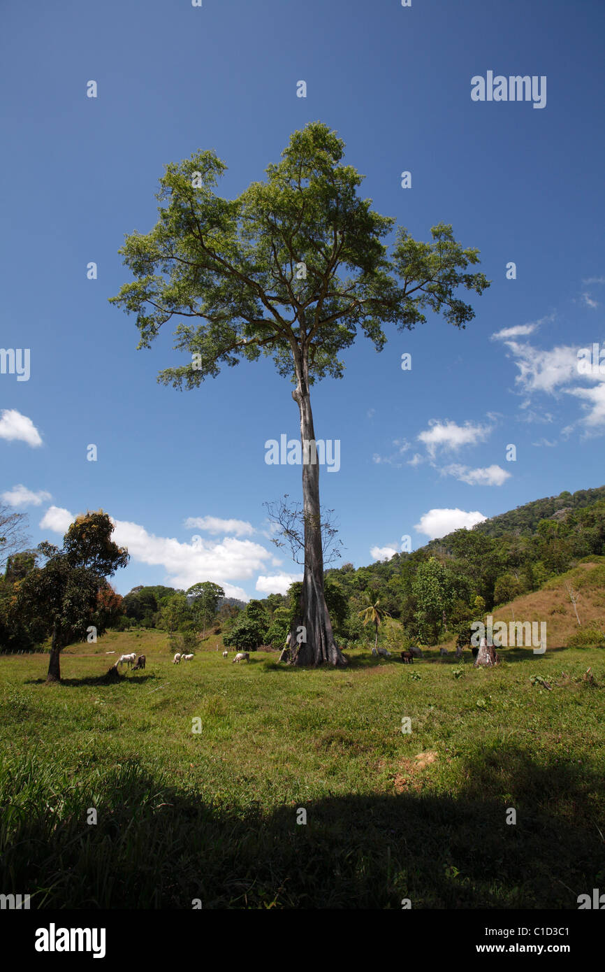 Tree left standing hi-res stock photography and images - Alamy