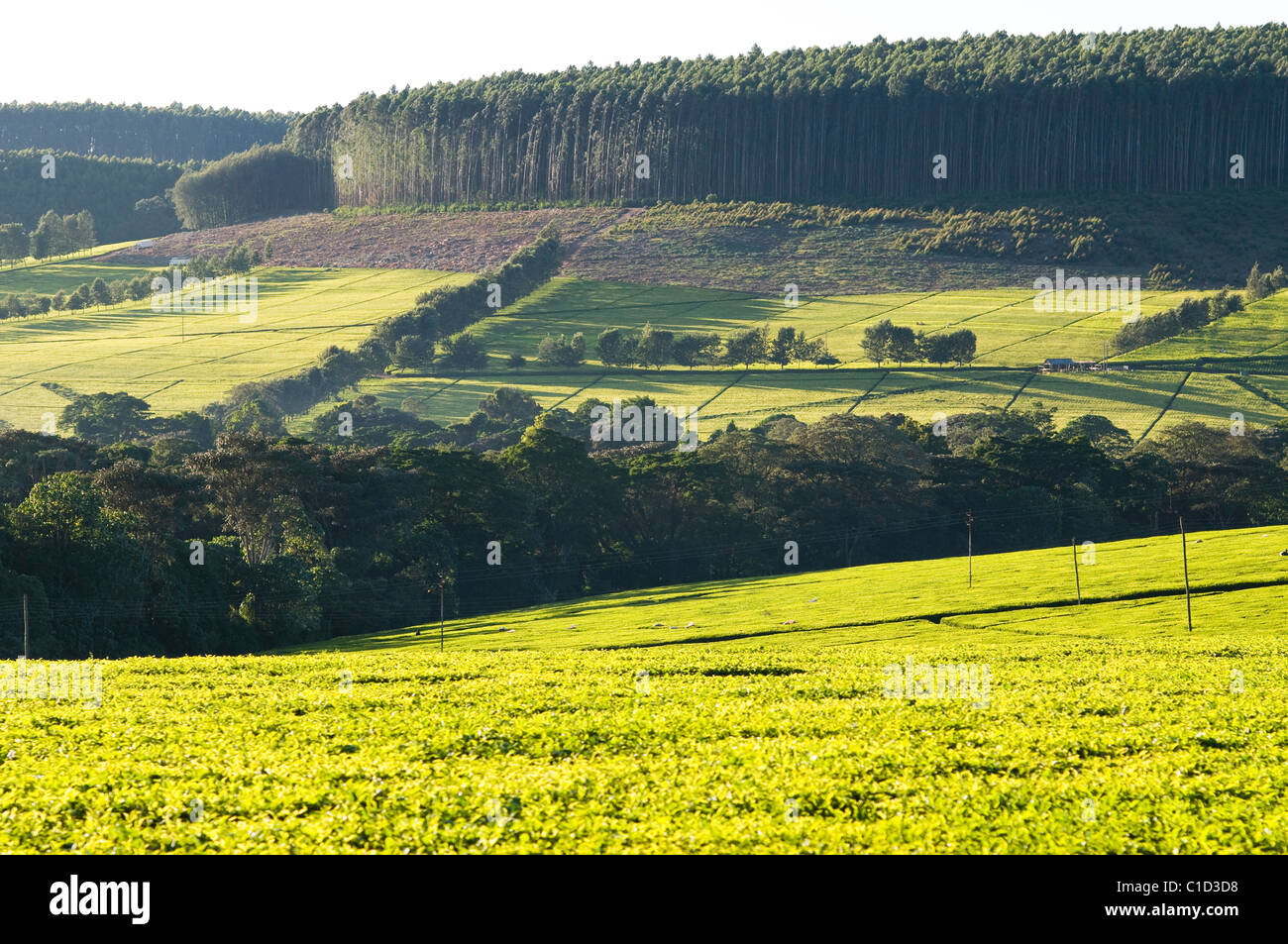 Tea plantation kericho kenya hi-res stock photography and images - Alamy