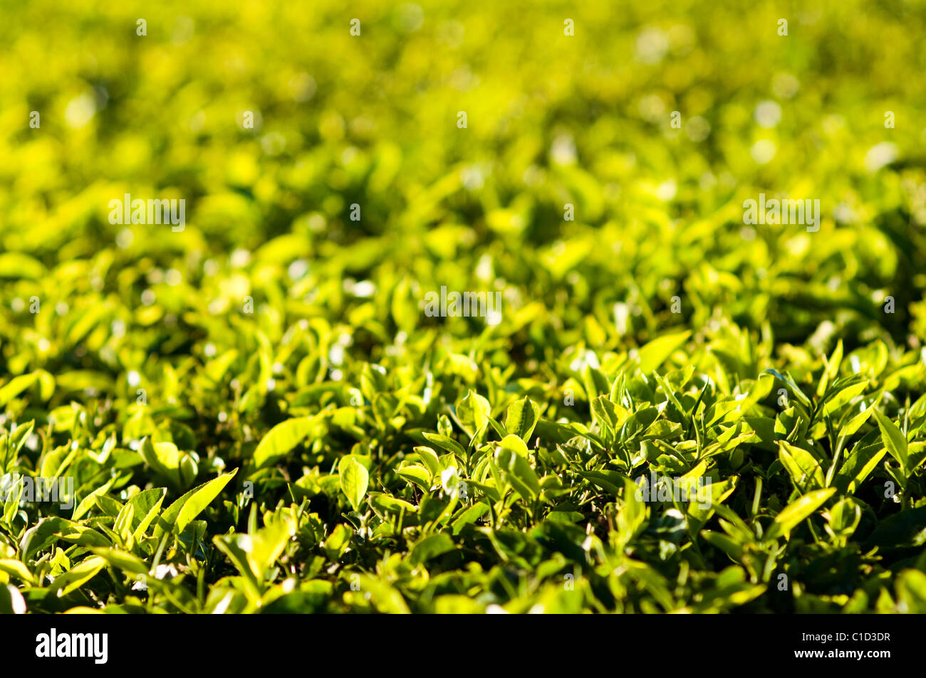 Kericho tea hi-res stock photography and images - Alamy