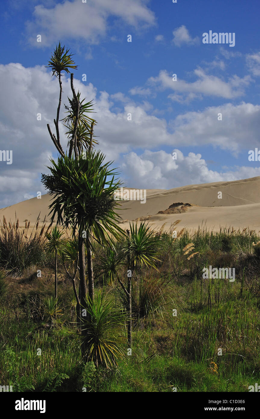 Giant Te Paki Sand Dunes, Te Paki, Cape Reinga, Northland Region, North ...