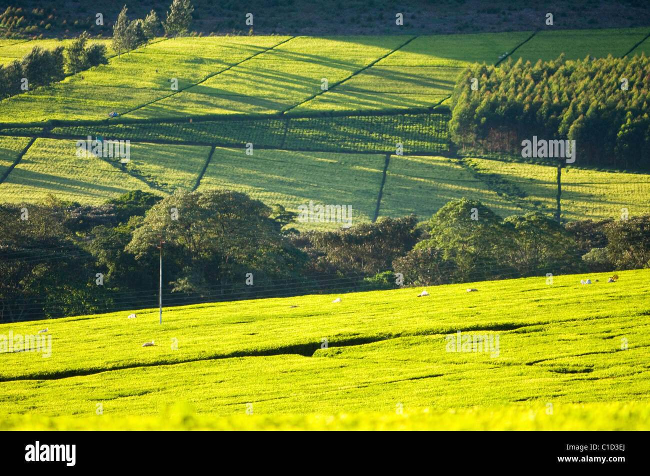 tea plantation Kericho kenya Stock Photo - Alamy