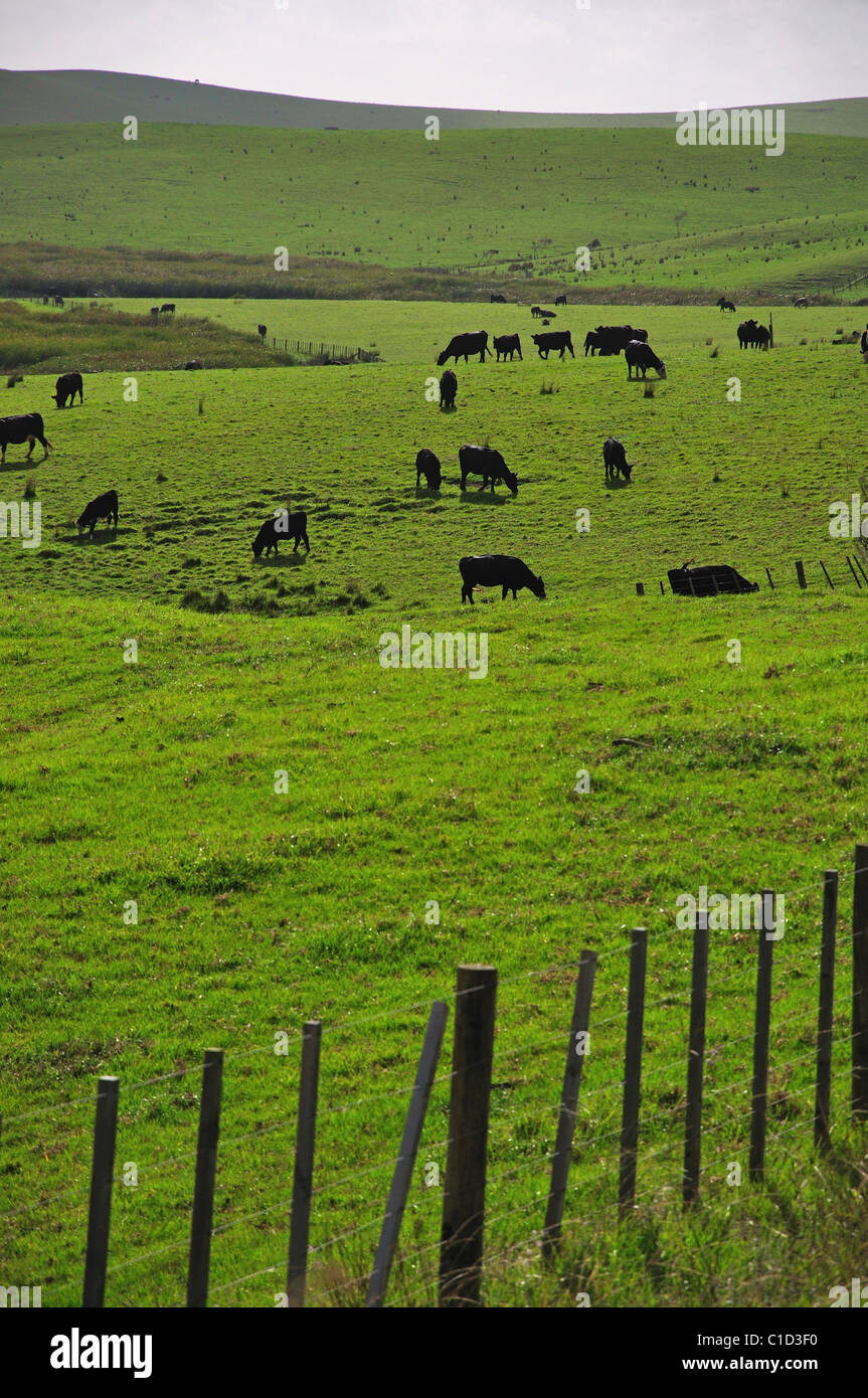 Rolling countryside with cattle near Kaikohe, Northland Region, North ...