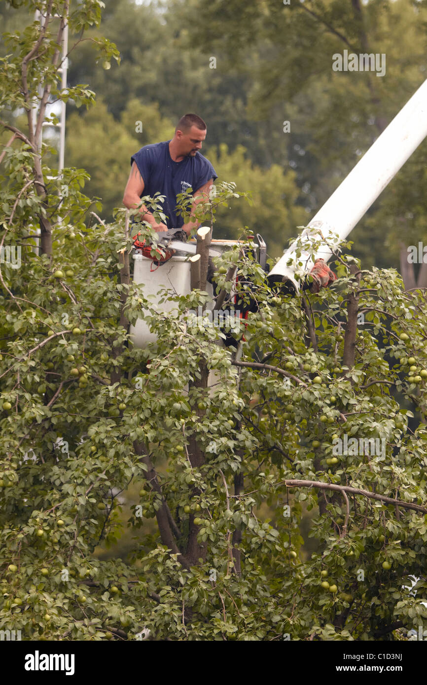 A man trimming trees with a chainsaw Stock Photo - Alamy