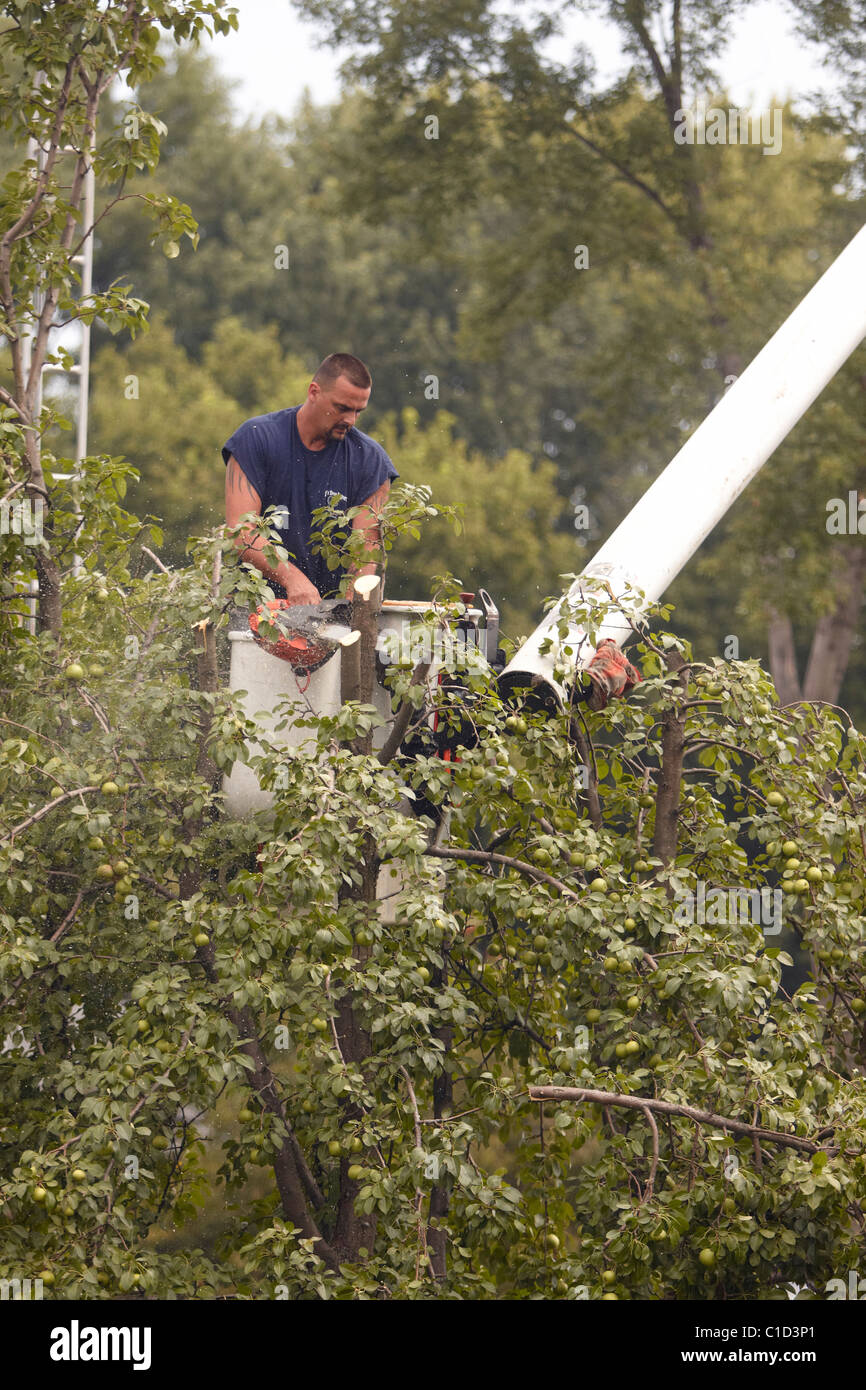 A man trimming trees with a chainsaw Stock Photo - Alamy
