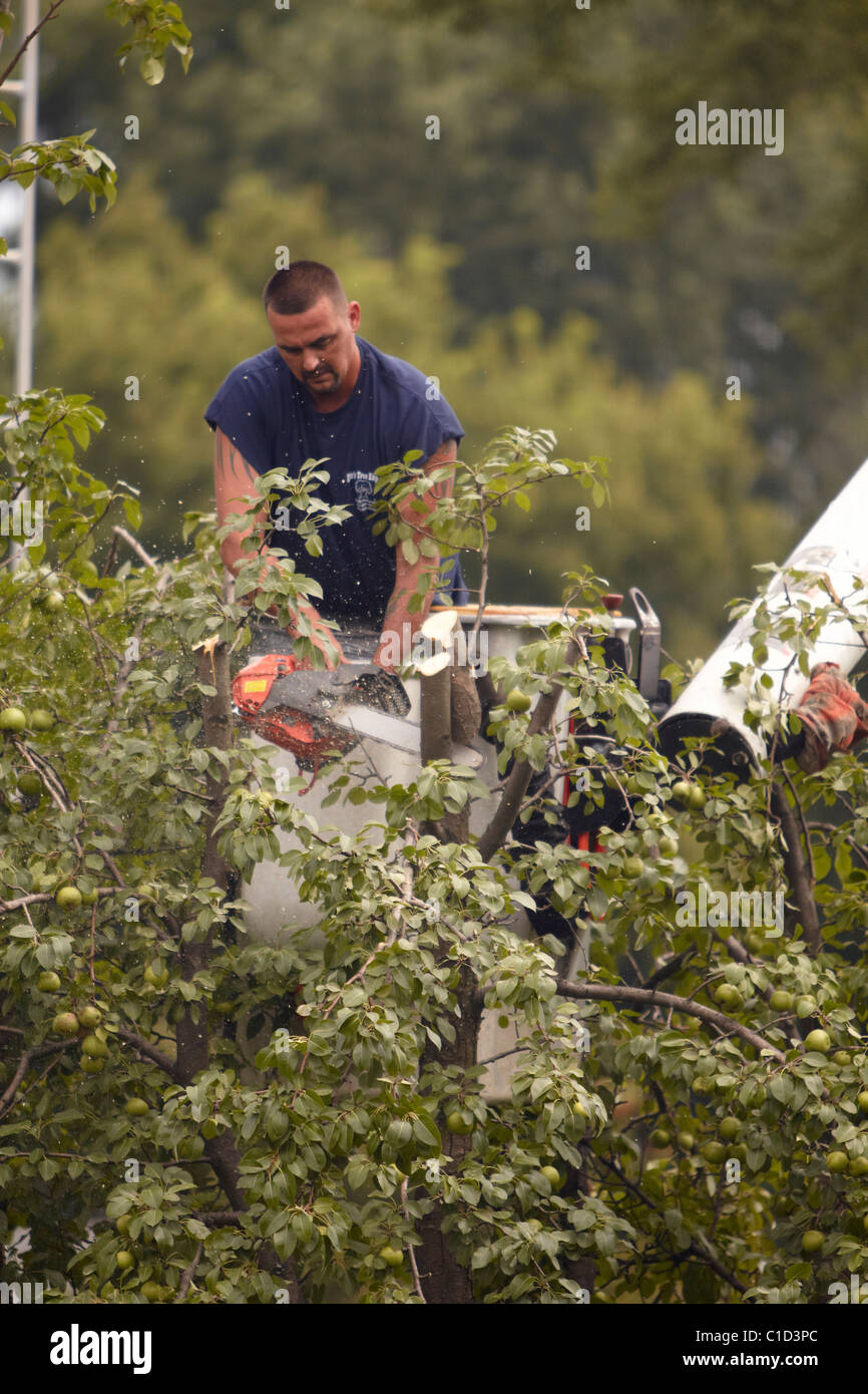 A man trimming trees with a chainsaw Stock Photo - Alamy