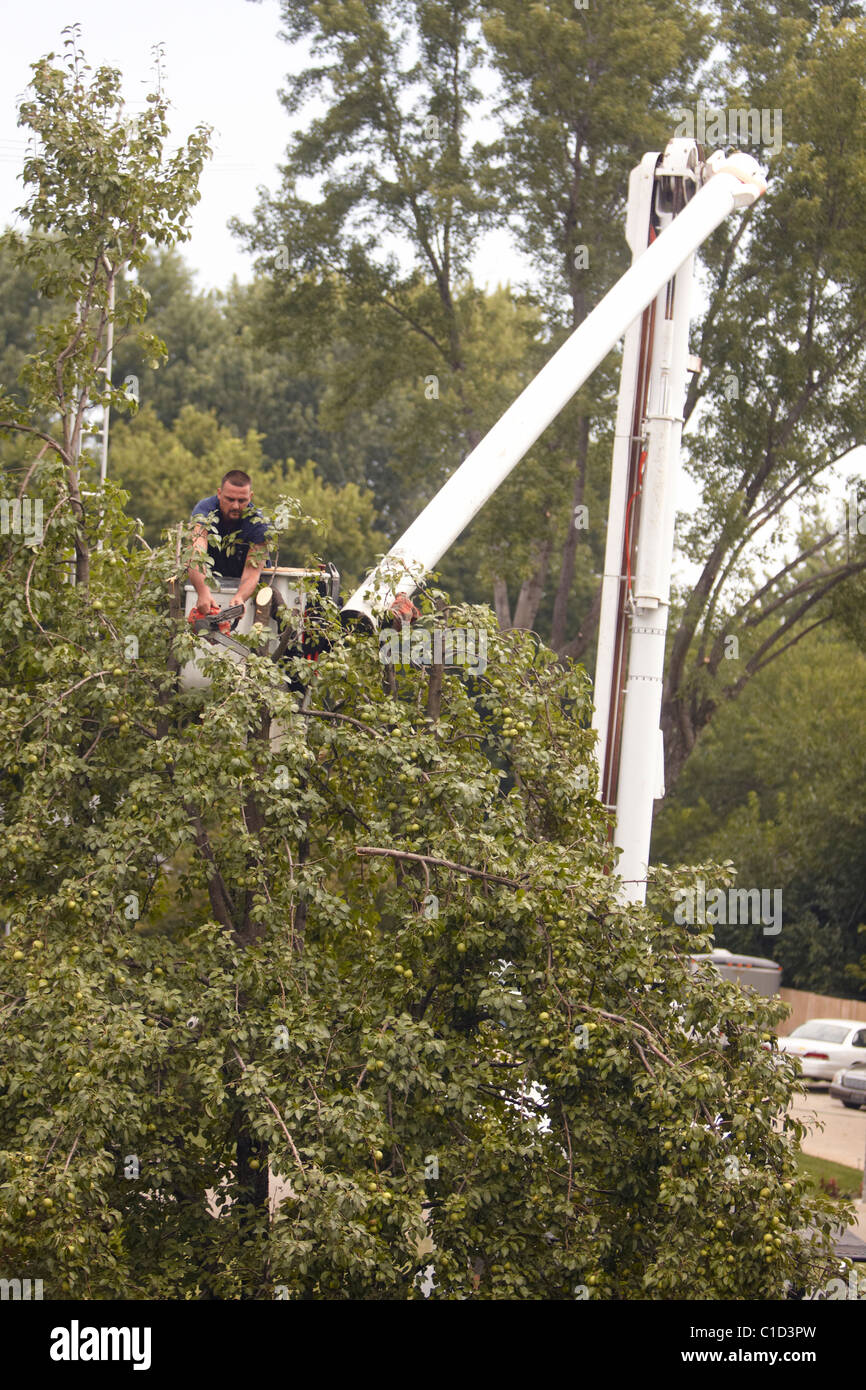 A man trimming trees with a chainsaw Stock Photo - Alamy
