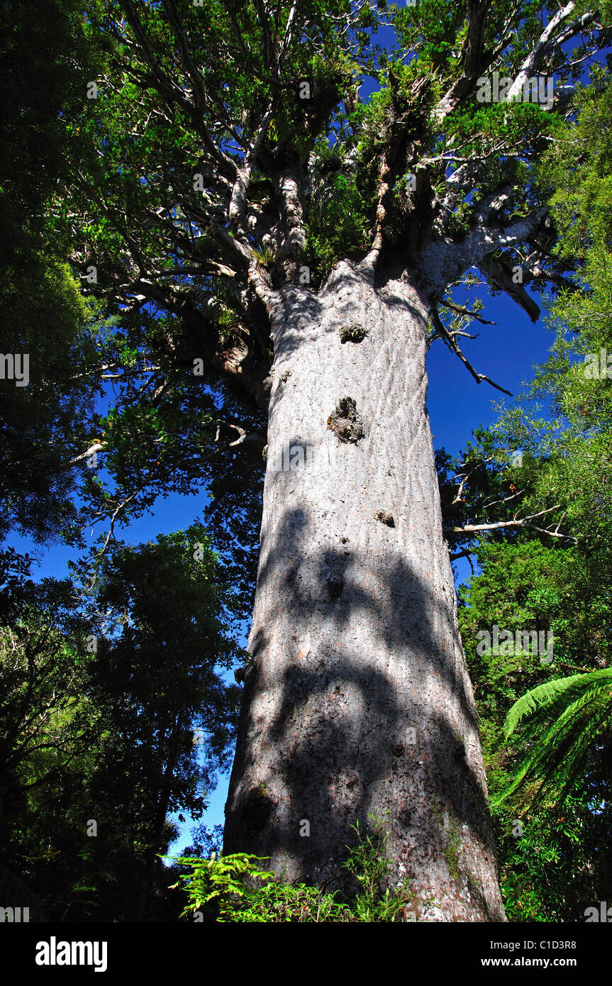 Tane Mahuta Giant Kauri Tree, Waipoua Forest, Northland Region, North ...