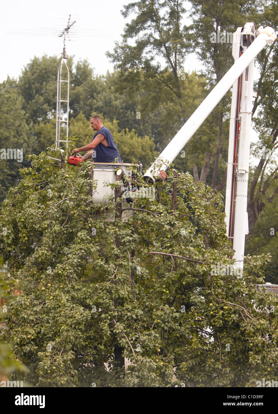 A man trimming trees with a chainsaw Stock Photo - Alamy