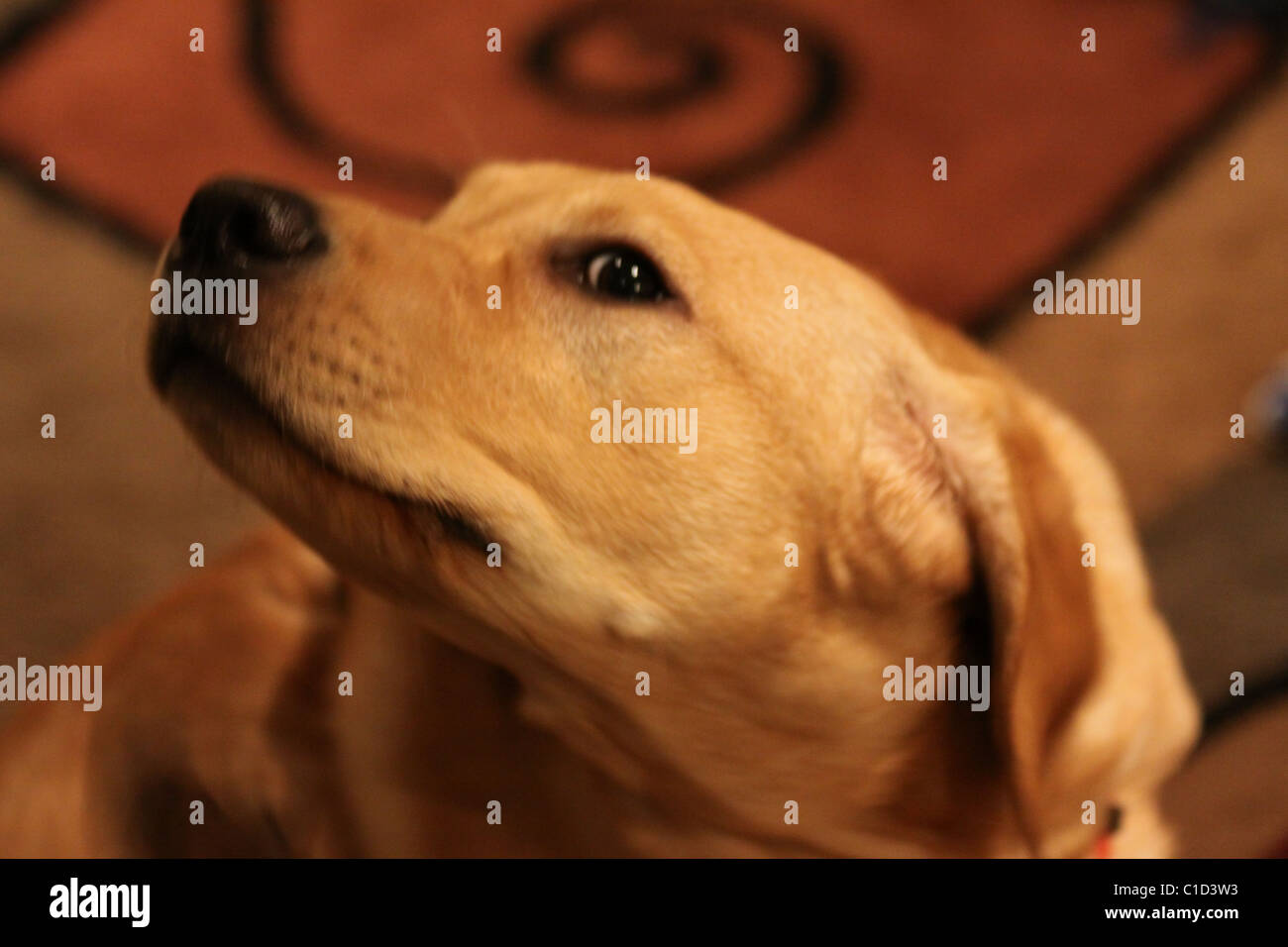 max the lab Stock Photo - Alamy