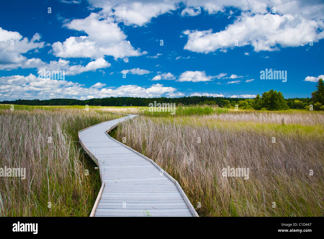 Wooden platform path hi-res stock photography and images - Alamy