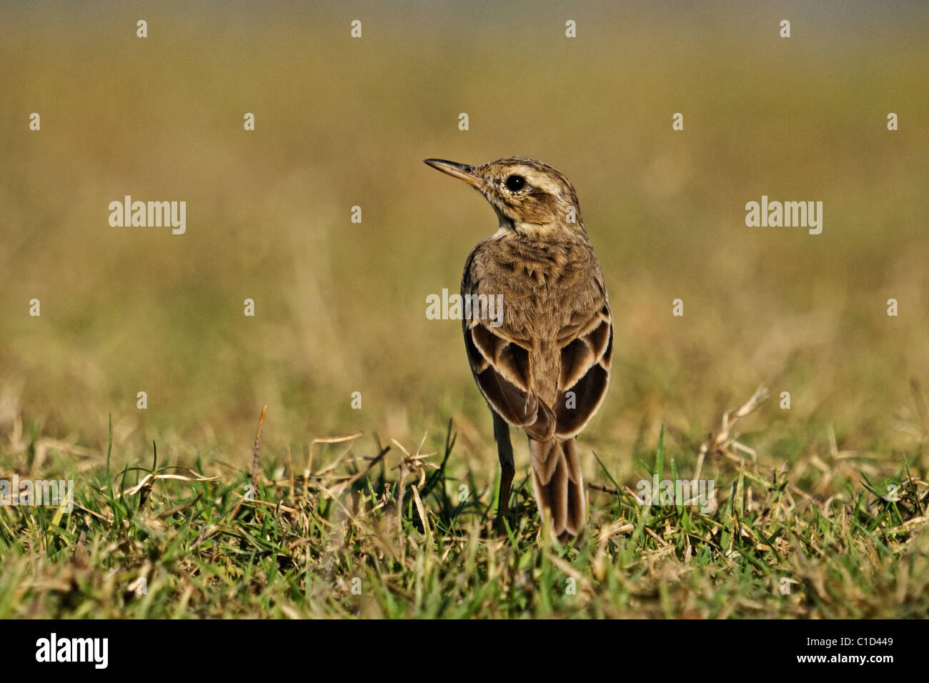 Paddy field pipit (Anthus rufulus) foraging on the ground, India Stock ...