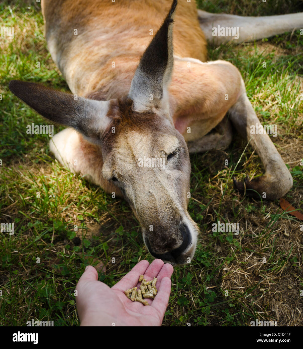 Hand fed kangaroo Stock Photo - Alamy