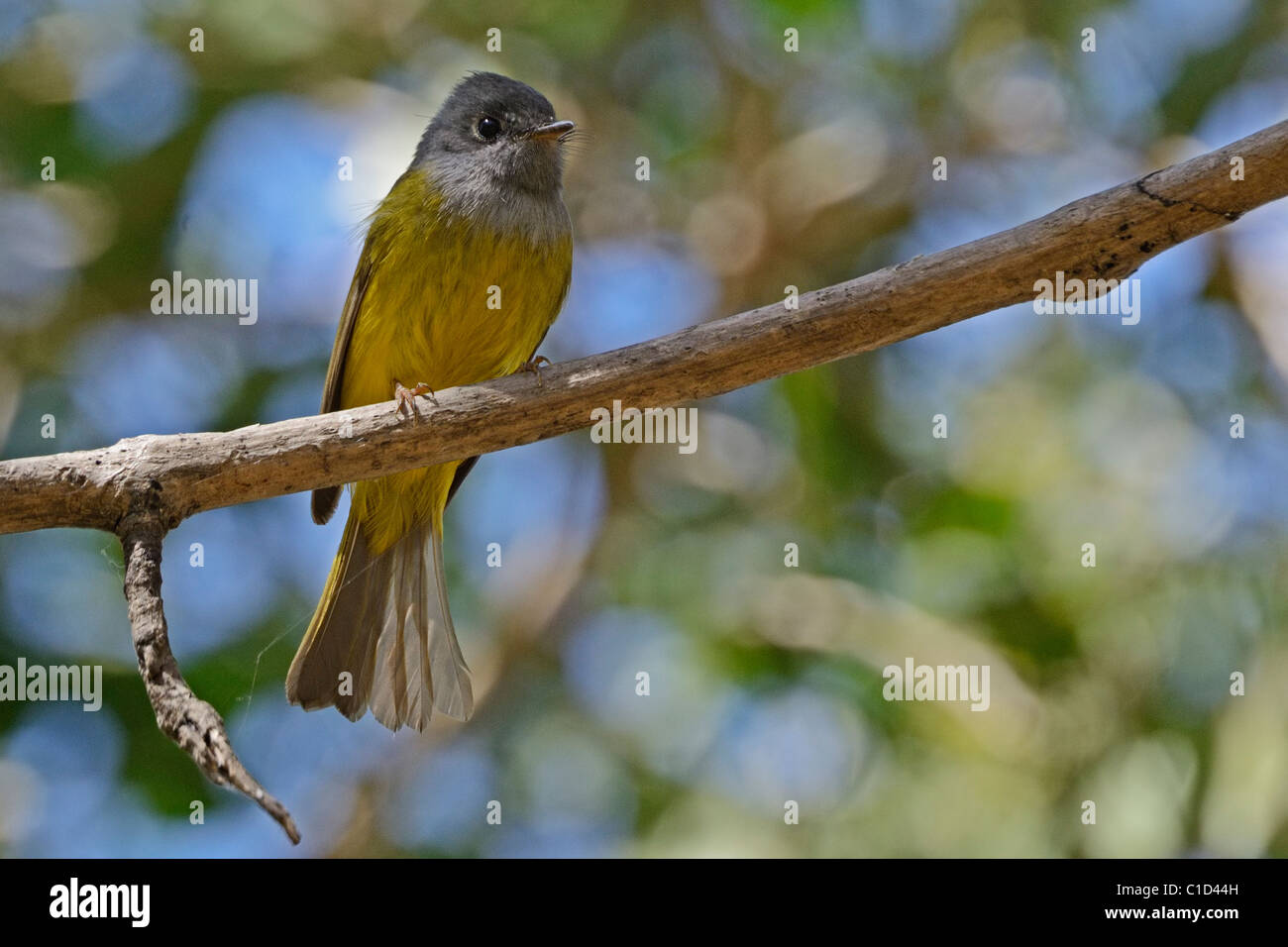 Grey headed Canary flycatcher, Culicicapa ceylonensis in a woodland in ...