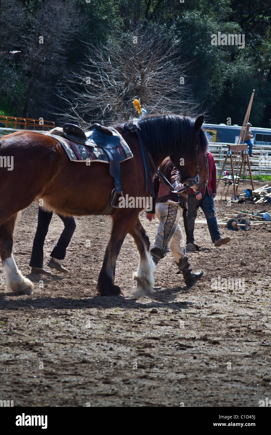 Walking a horse hi-res stock photography and images - Alamy