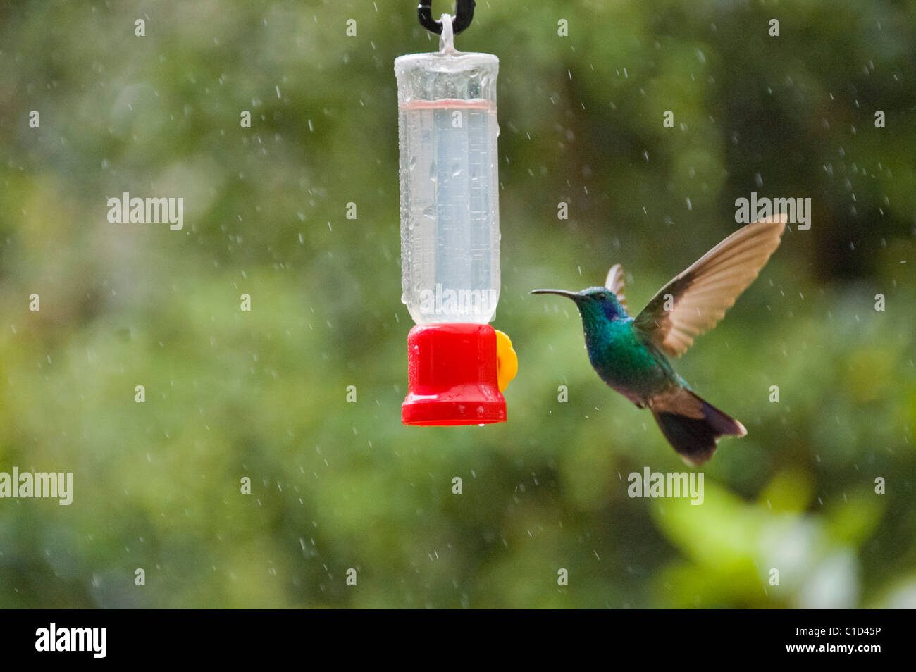 Hummingbird frozen next to feeder Stock Photo - Alamy