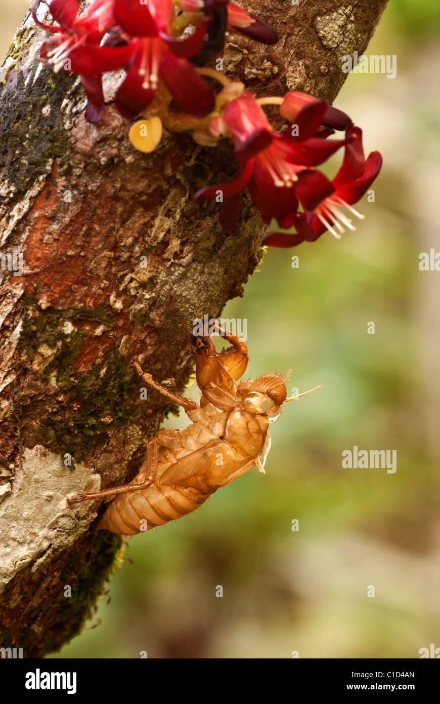 Empty cicada shell hi-res stock photography and images - Alamy