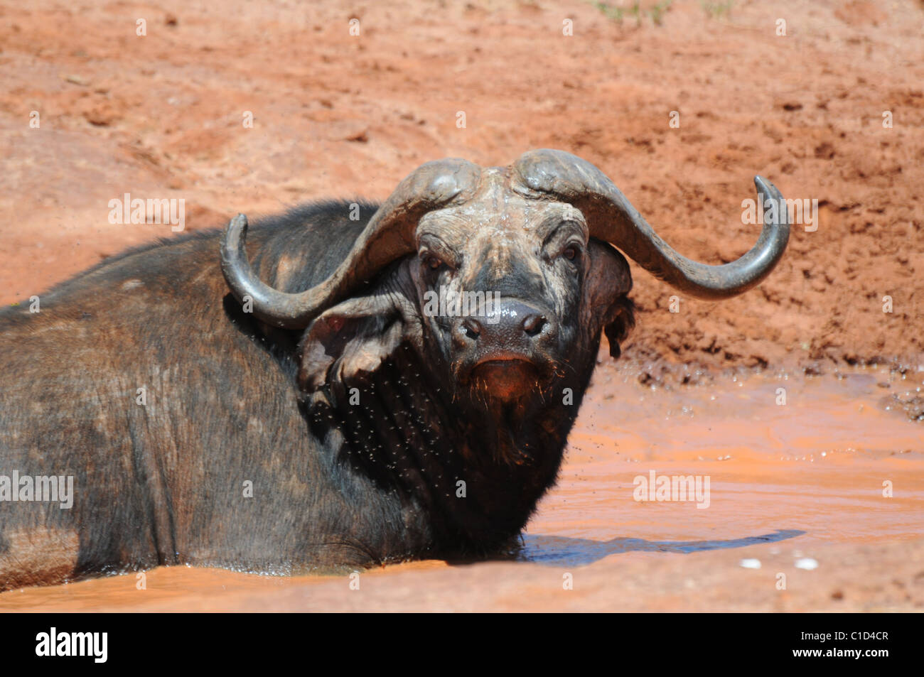 BUFFALO WALLOWING IN THE MUD BATH Stock Photo - Alamy
