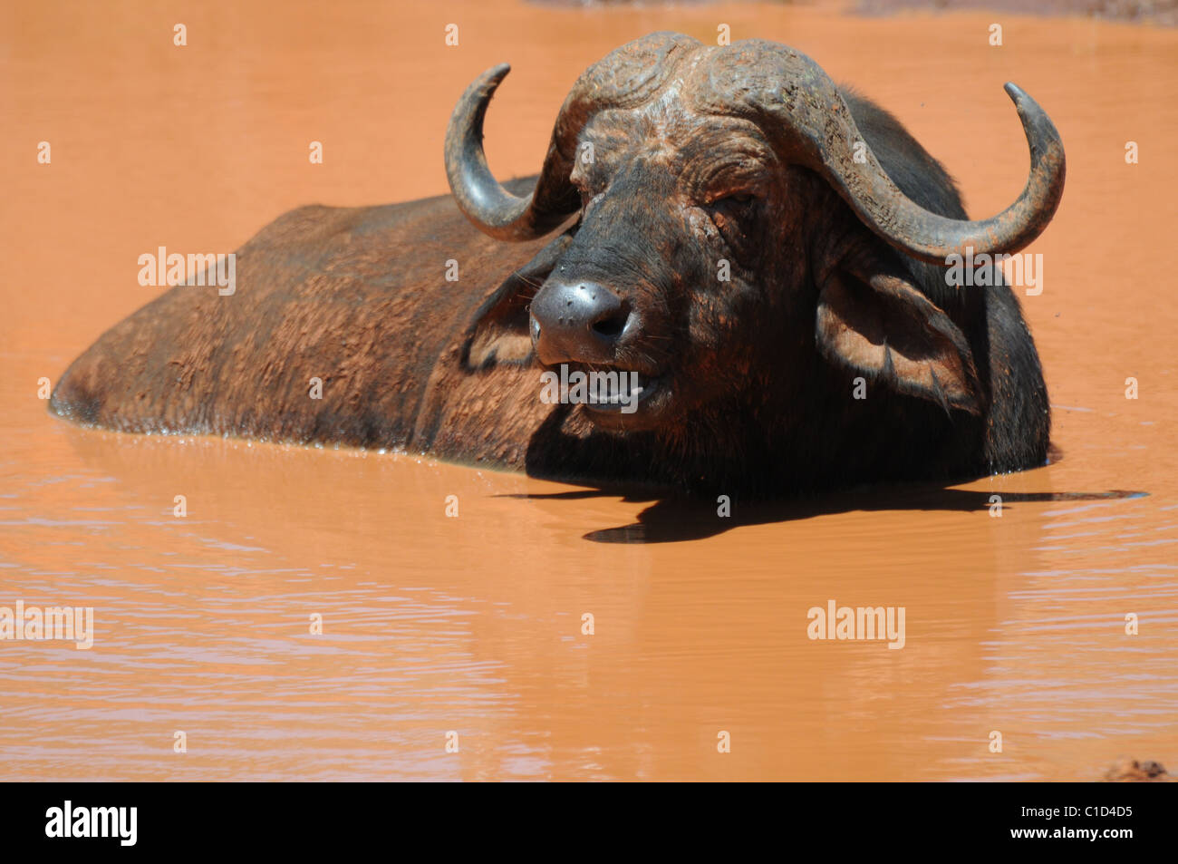BUFFALO WALLOWING IN THE MUD Stock Photo - Alamy