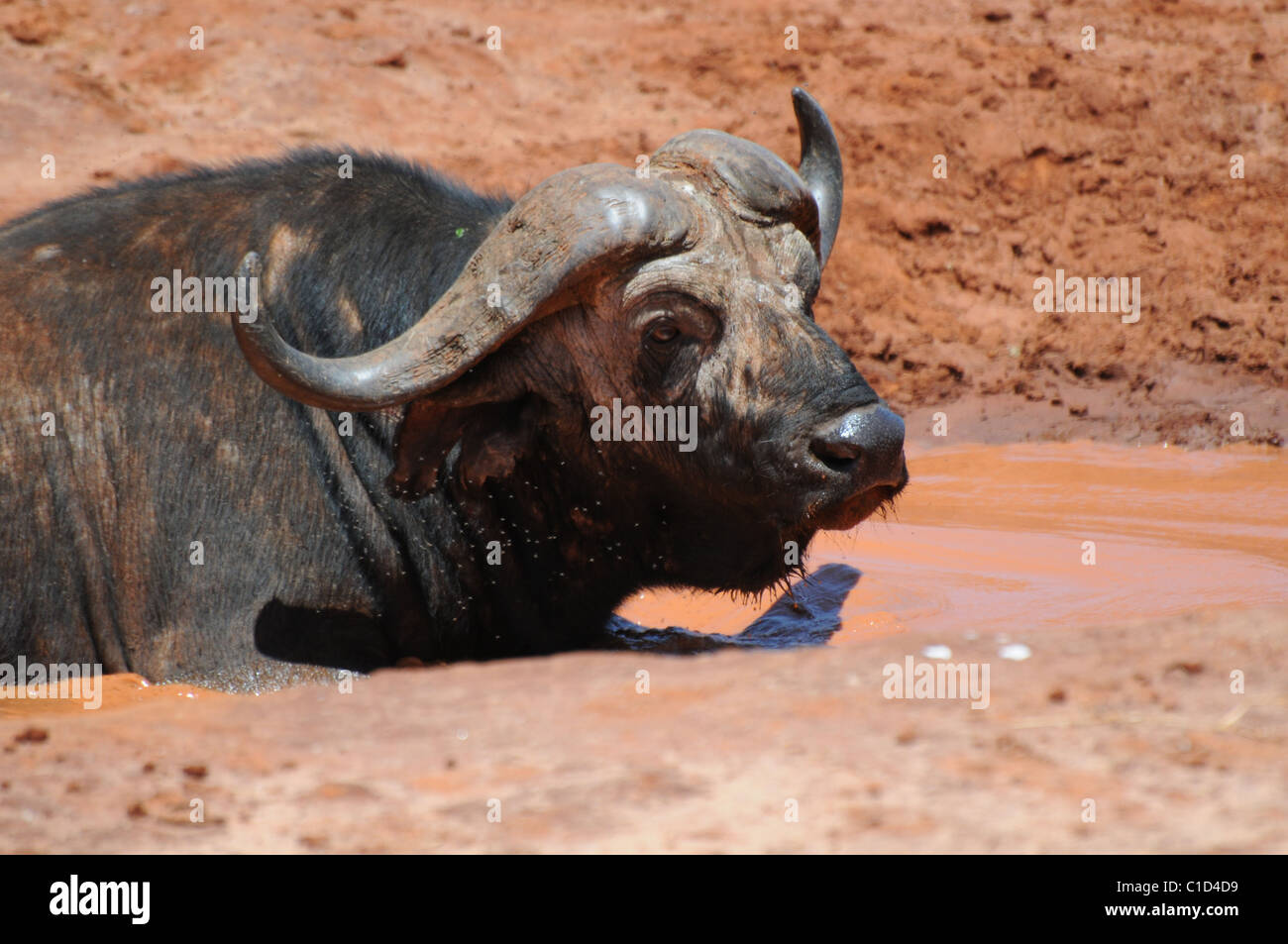 BUFFALO WALLOWING IN THE MUD Stock Photo - Alamy