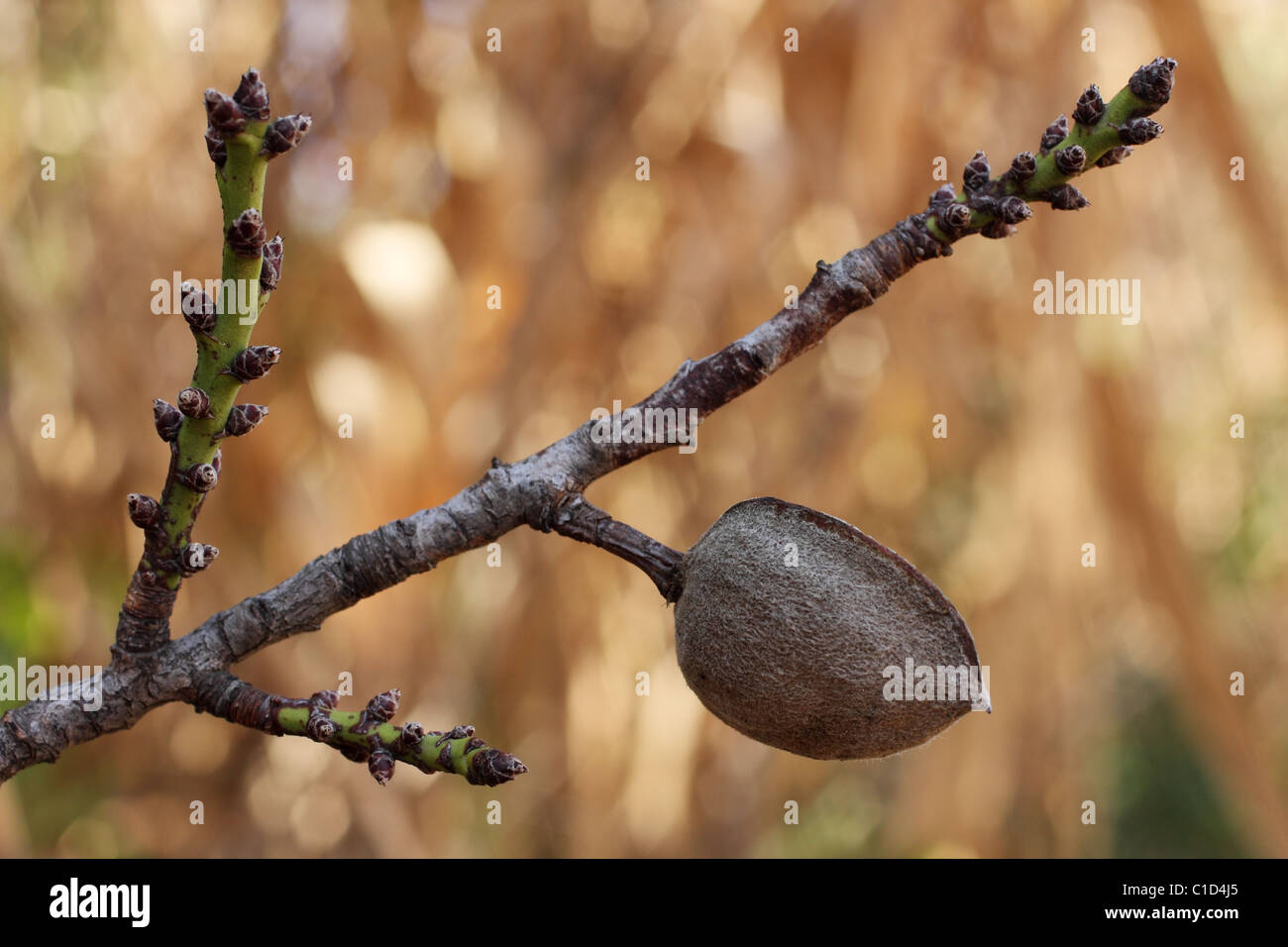 Stone kernel hi-res stock photography and images - Alamy