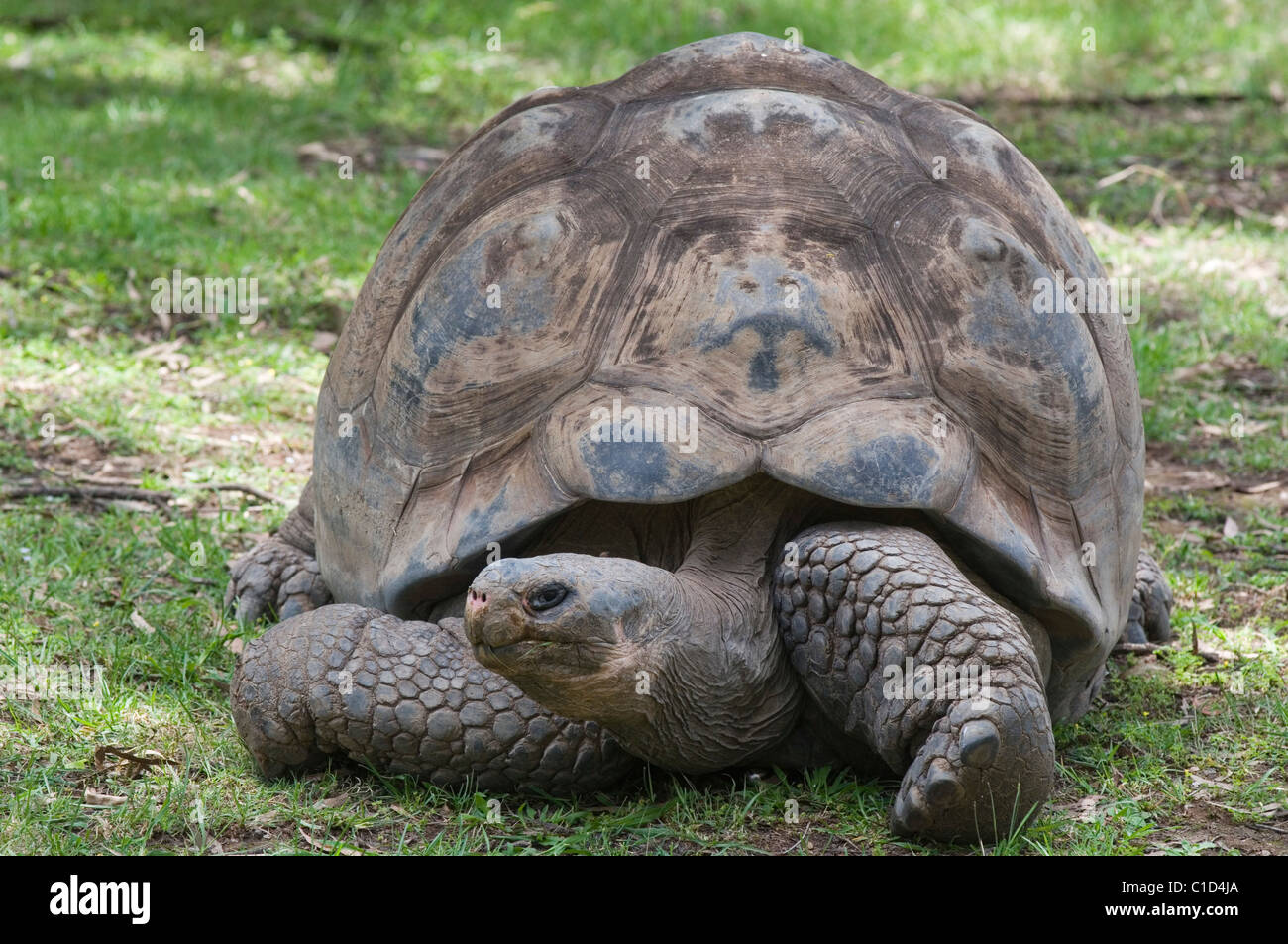 The largest living species of tortoise, the Giant Galapagos Tortoise ...