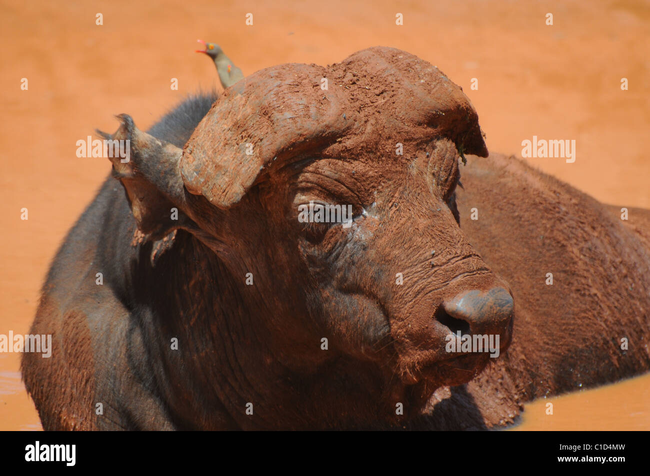 BUFFALO WALLOWING IN THE MUD BATH Stock Photo - Alamy
