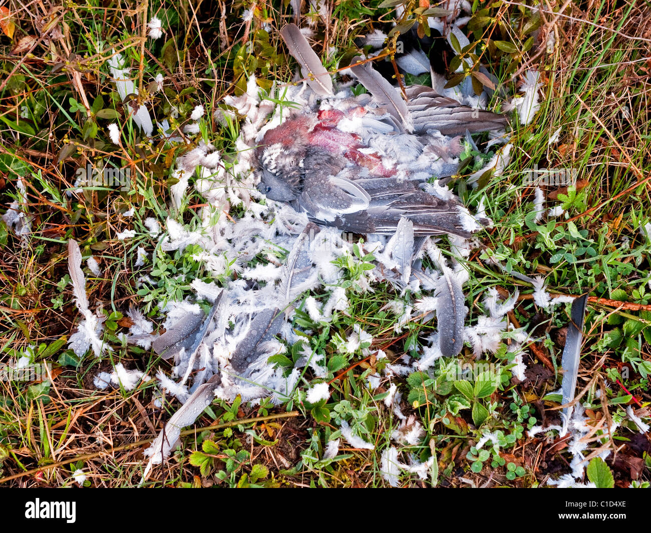 Wood Pigeon killed by hawk - France Stock Photo - Alamy