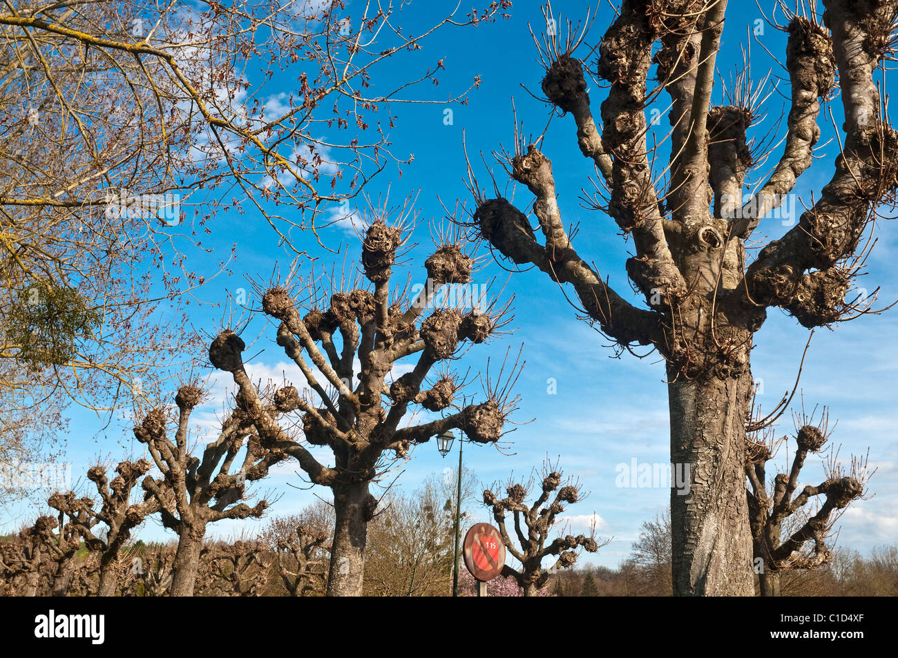 Pollarded Horse Chestnut trees - Indre-et-Loire, France Stock Photo - Alamy