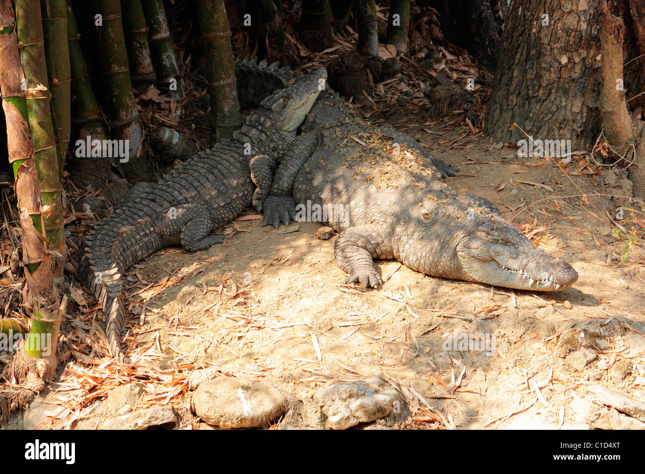 mugger crocodile Indian Stock Photo - Alamy