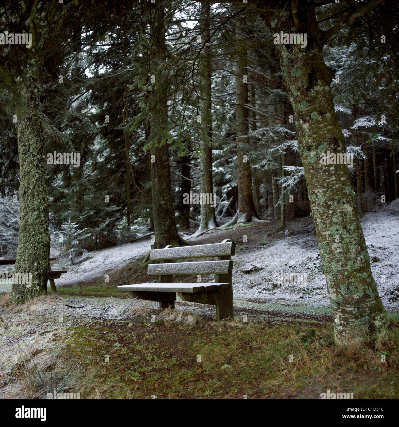 France resinous forest hi-res stock photography and images - Alamy