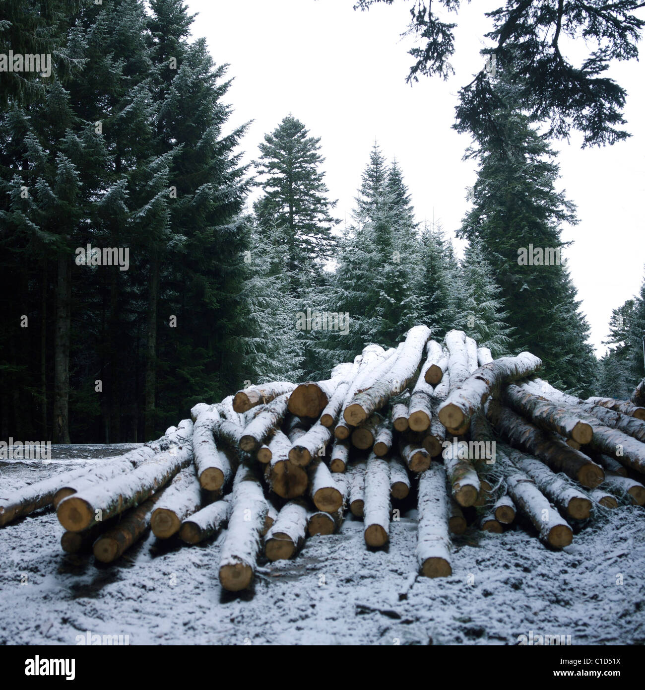 Wood logs piled in a snowy forest setting with evergreen trees in the ...