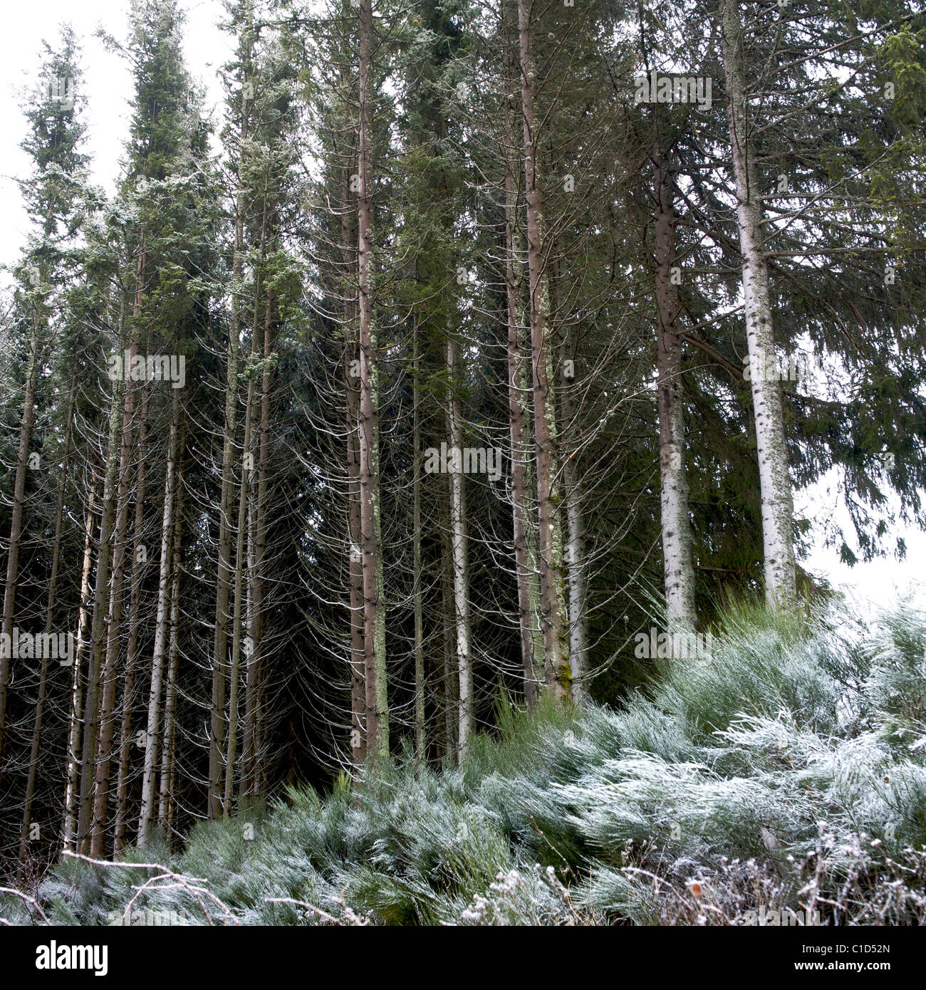 Pine trees in snow snowfall hi-res stock photography and images - Alamy